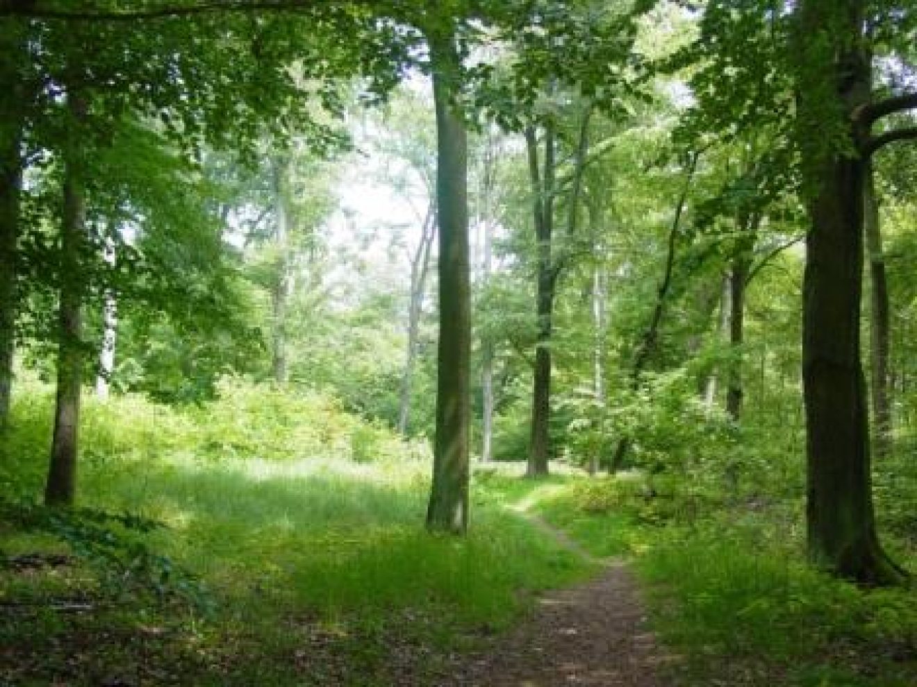 Happy Life – Forest Mind - Niedersächsische Landesforsten